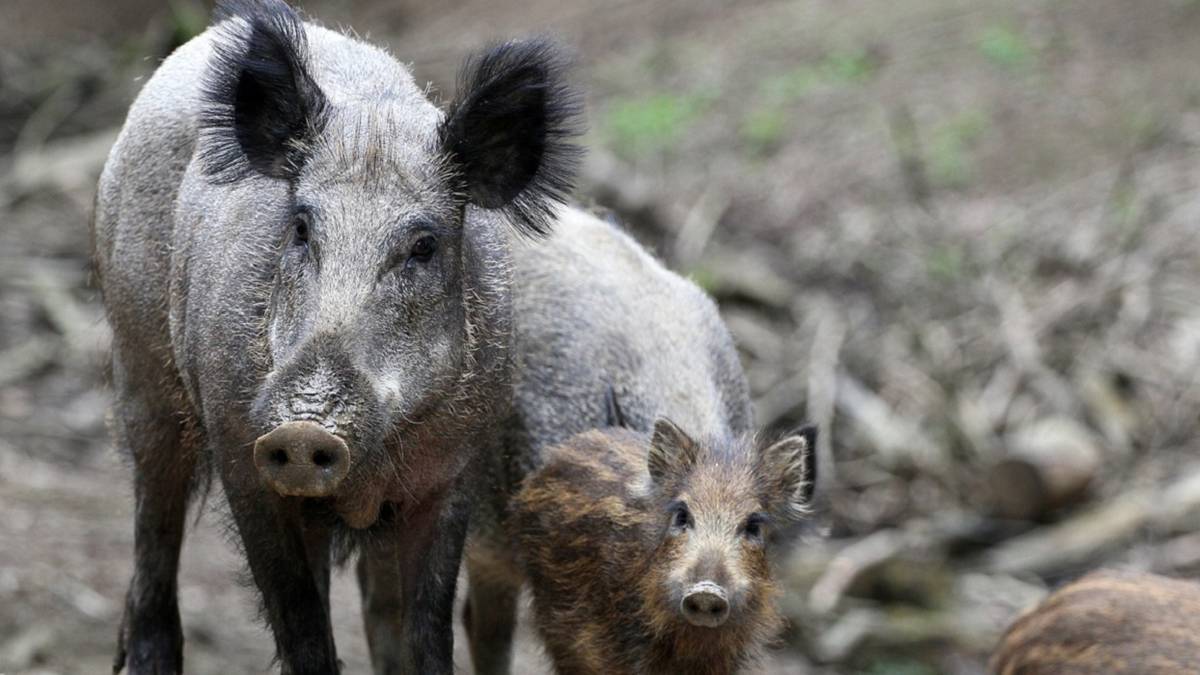 30-50 Feral Hogs Take Over Gaming Memes