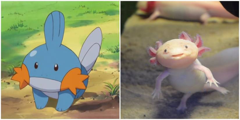 10 Pokémon Based On Real-Life Creatures