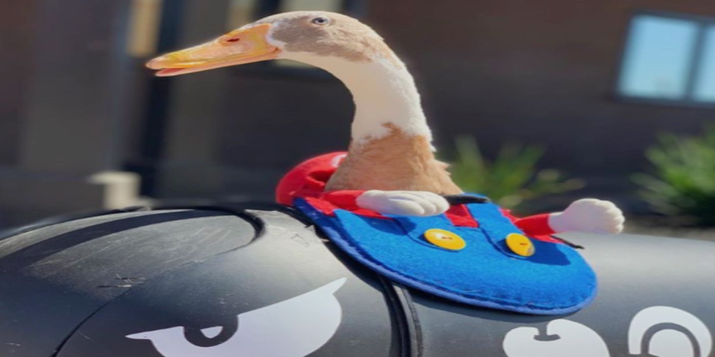 Man Takes Duck Dressed as Mario to GameStop in Viral Video