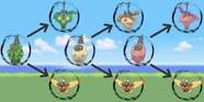 The Most Complex Pokemon Evolution Lines The Most Complex Pokemon Evolution Lines