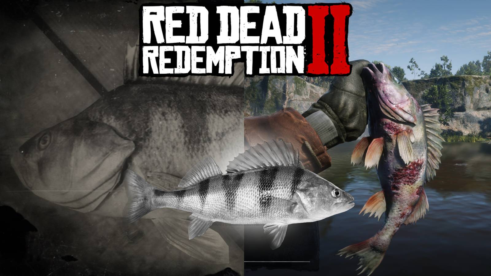 RDR2: Where To Find And Catch Perch