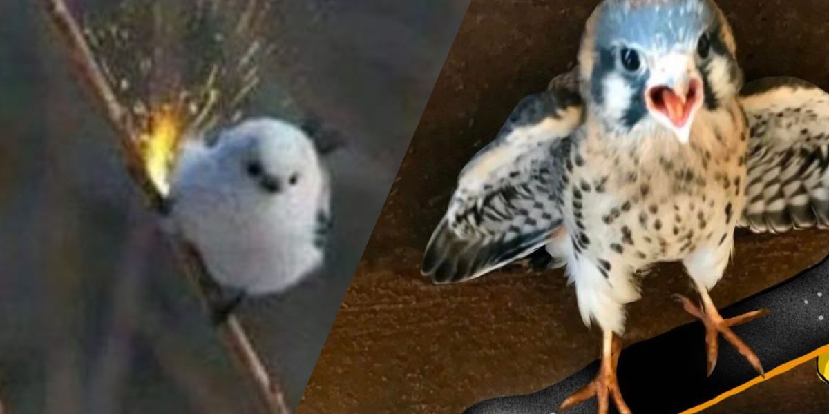 8 Awesome Things You Didn’t Know You Could Do In SkateBIRD