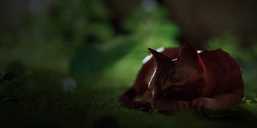 How to Sleep for An Hour in Stray