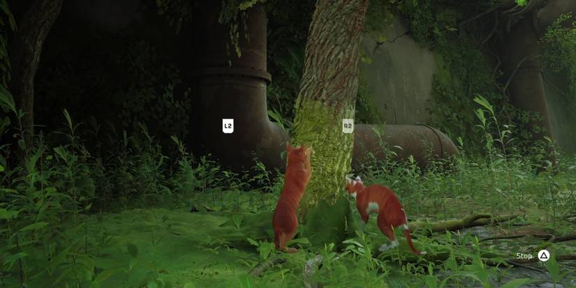 A Complete Guide to Chapter 1 of Stray