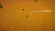 How To Get Bee Larvae Tech Mesy How To Get Bee Larvae Tech Mesy