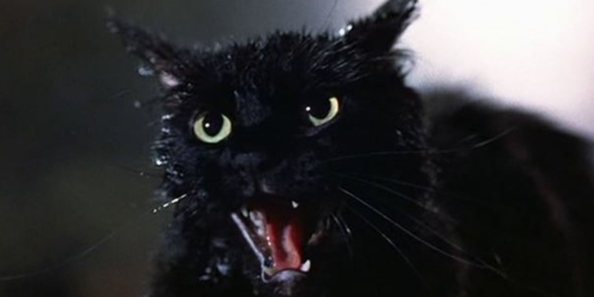 Yule Cat Facts, Lore & Trivia