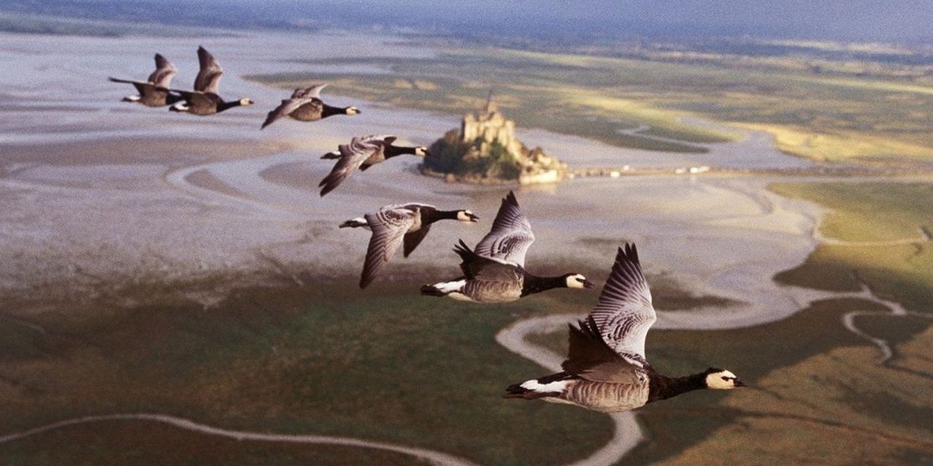 Popular Documentaries That Were Flawed