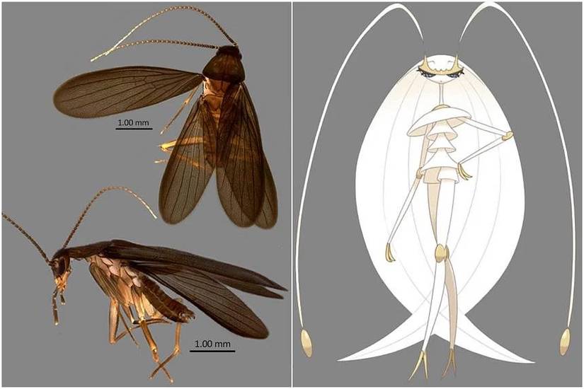 New Cockroach Species Named After Pokemon Pheromosa