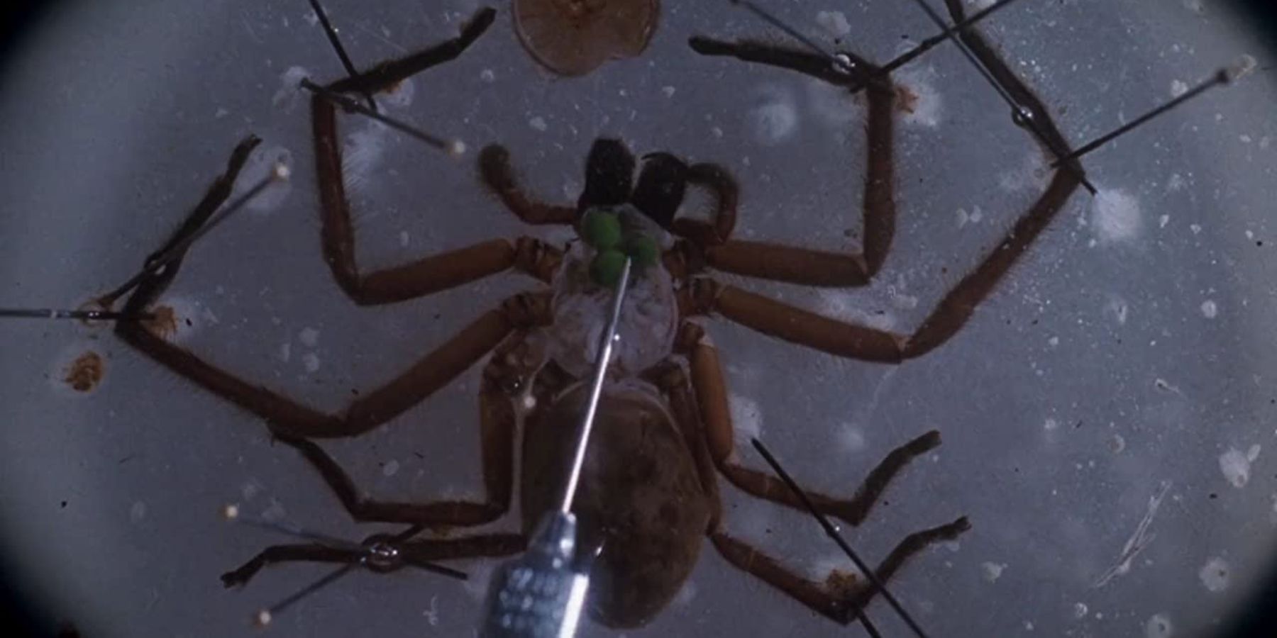 5 Underrated Horror Movies About Spiders