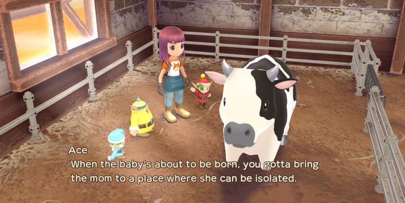 Story of Seasons: A Wonderful Life - How To Breed Cows