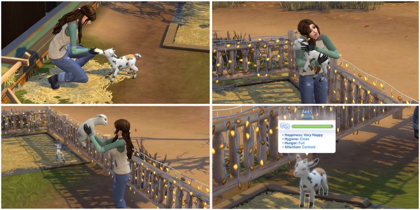 The Sims 4: Horse Ranch - How To Get Mini Goats And Sheep (& Take Care ...