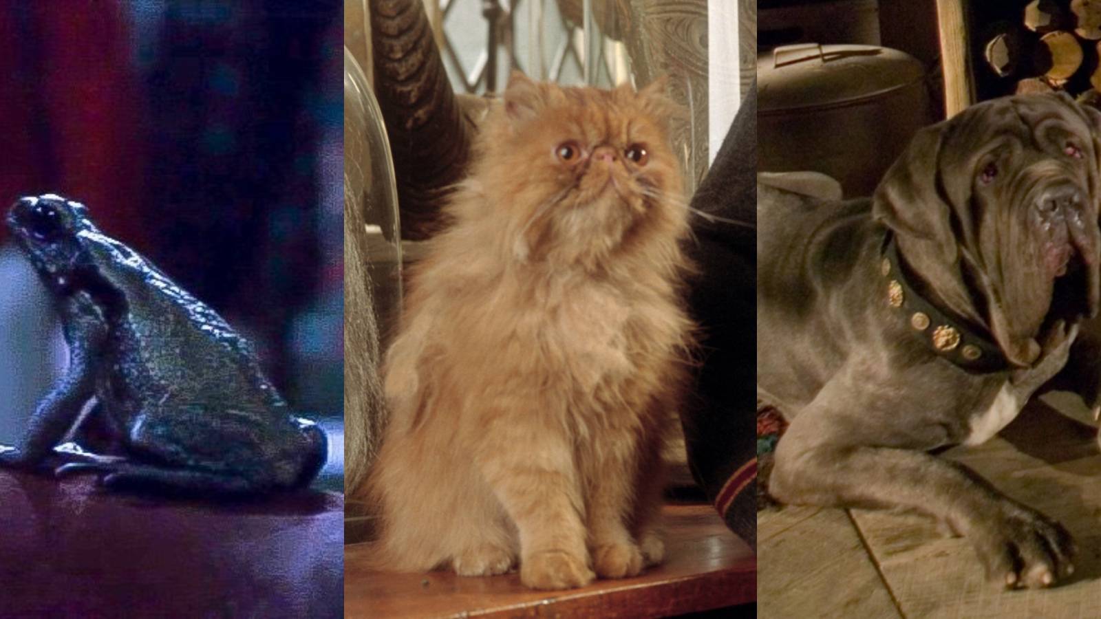 Harry Potter: What Happened All to the Pets?