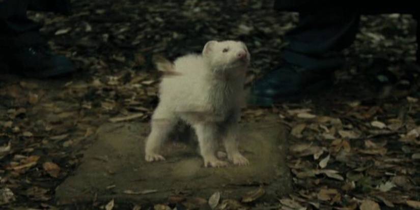 Times When Draco Malfoy Got Instant Karma In Harry Potter times-when-draco-malfoy-got-instant-karma-in-harry-potter