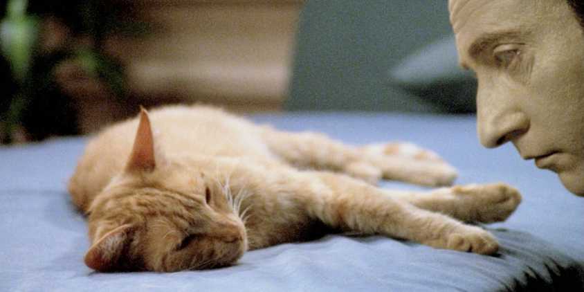 Star Trek: The Soong Family, Explained