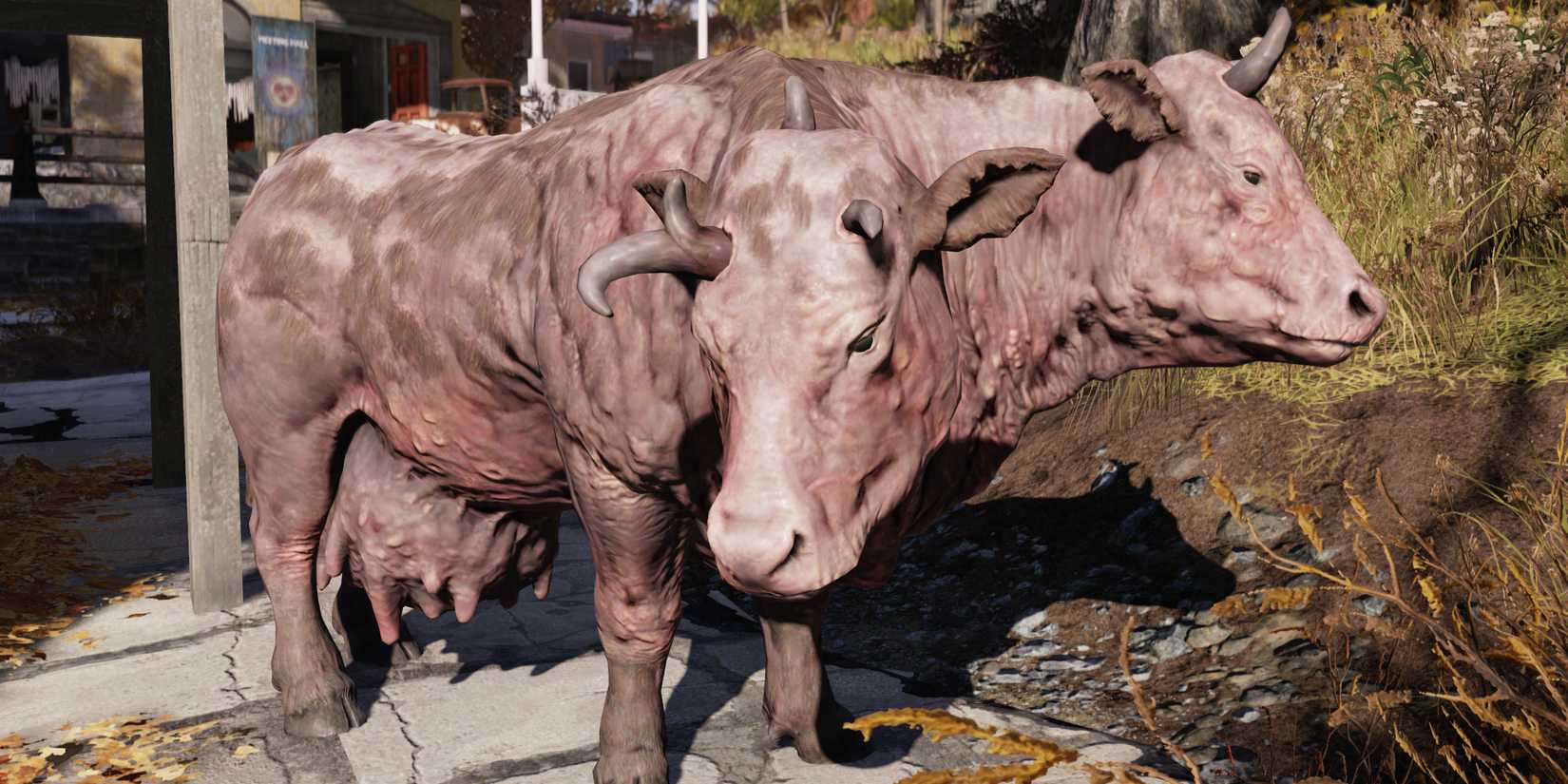 How to Get Ribeye Steak in Fallout 76