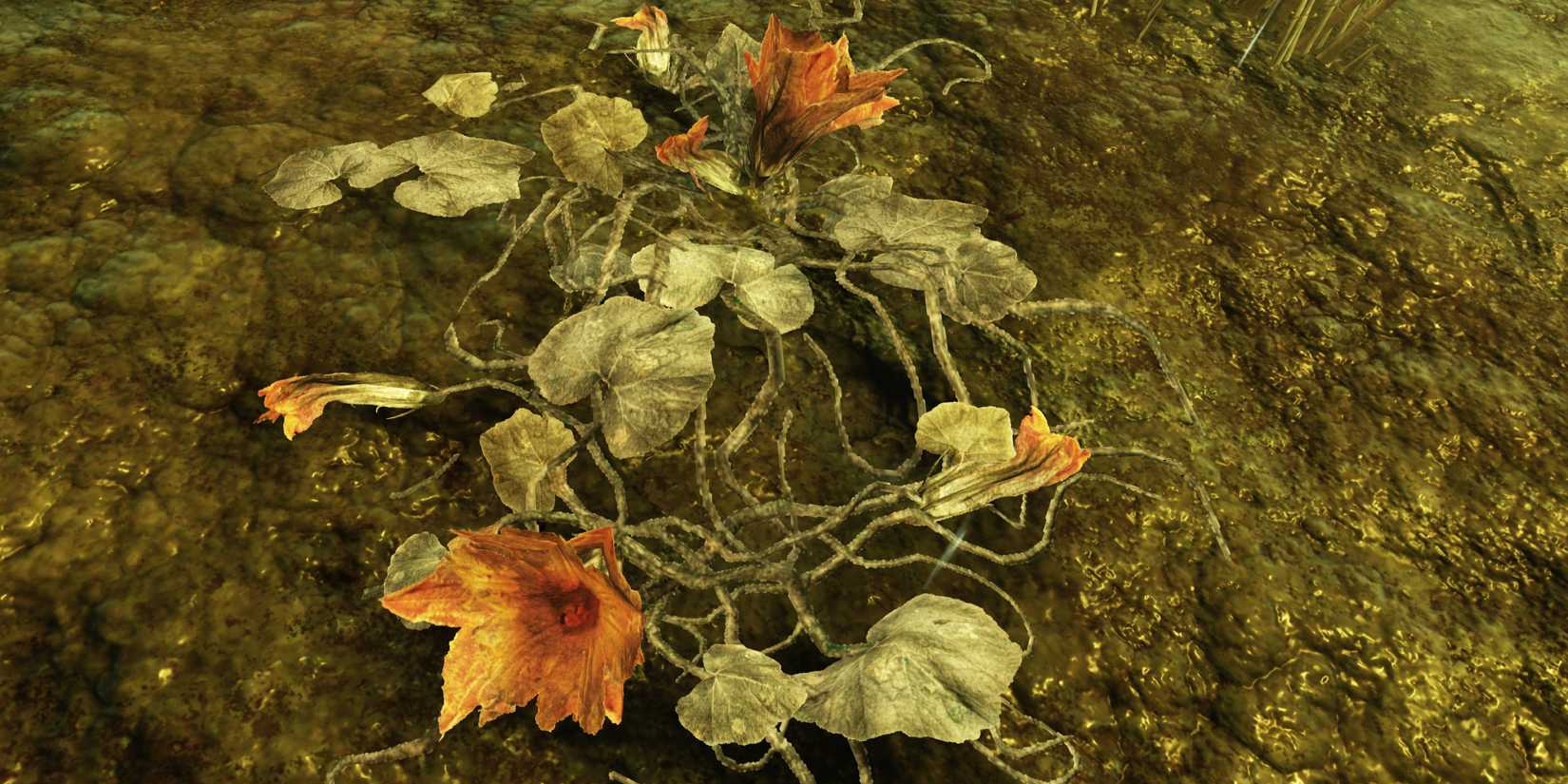 Fallout 76: Where to Find Gourd Blossoms