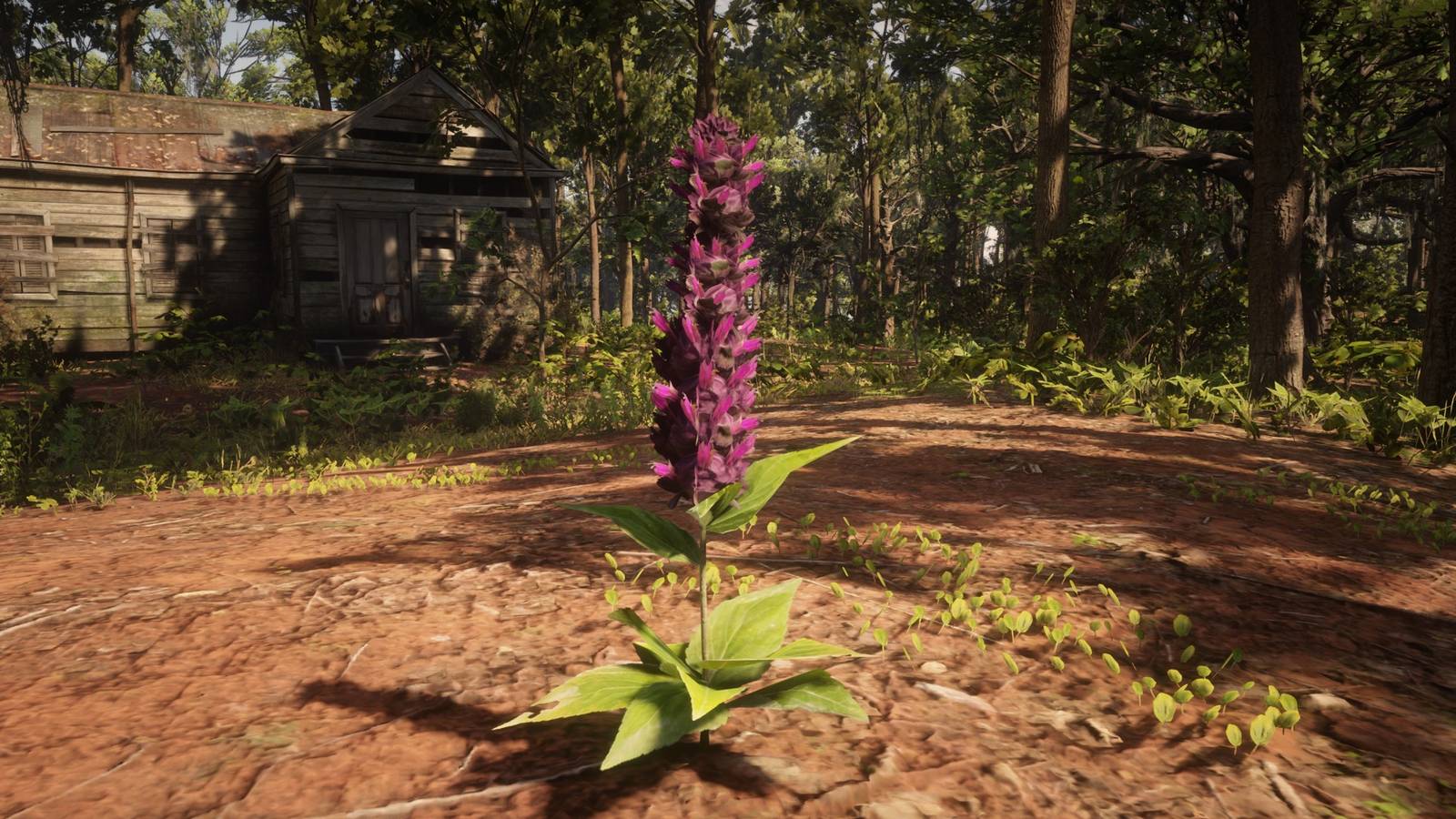 RDR2: Hummingbird Sage Locations