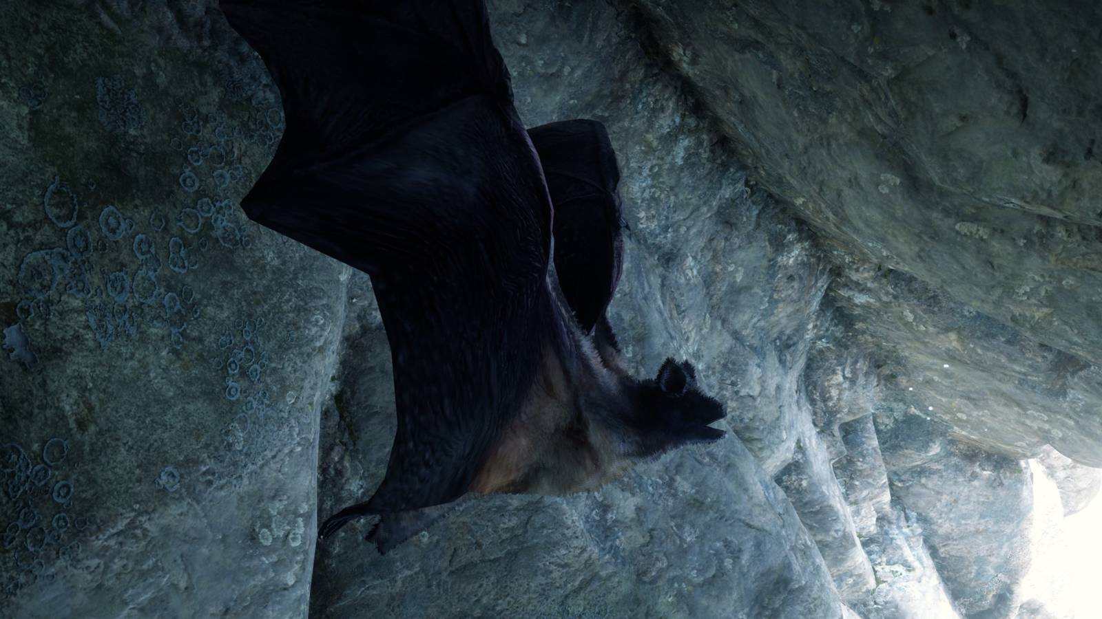 RDR2: Little Brown Bat Locations