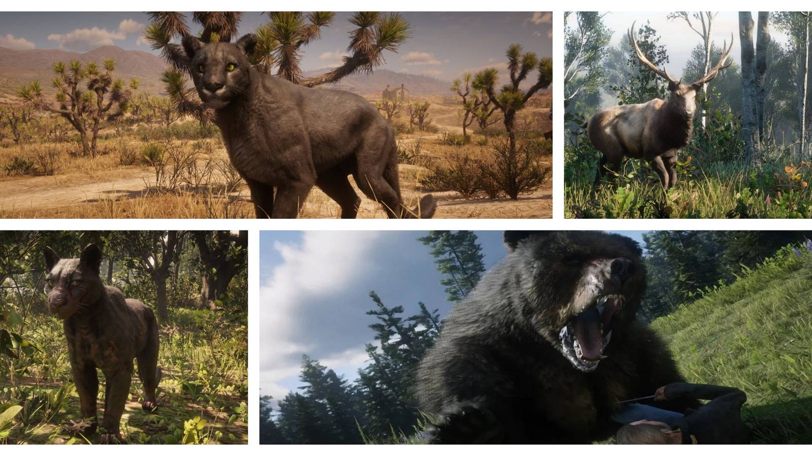 Red Dead Redemption 2: 7 Hardest Animals To Hunt