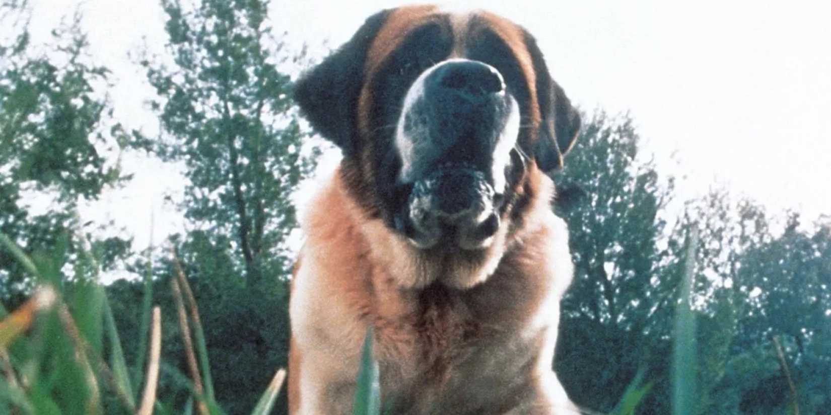 Dee Wallace Said Stephen King Said Fans Hated His Cujo Ending