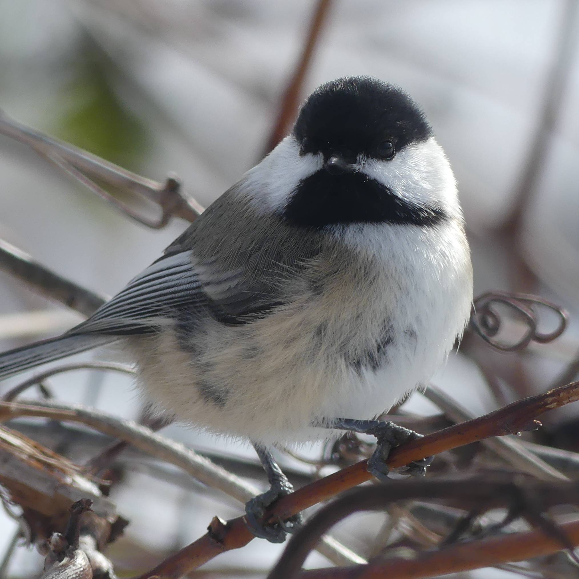 John | Game Rant Profile