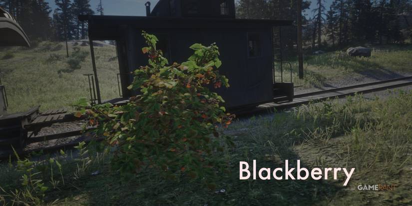Red Dead Redemption 2: Where to Find All Berries