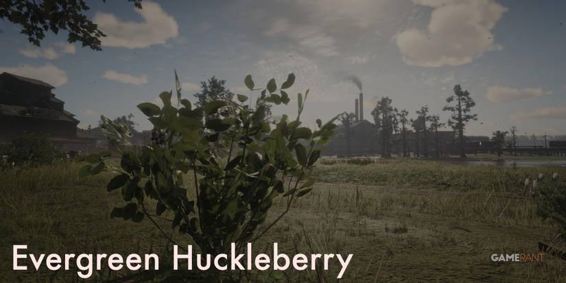 Red Dead Redemption 2: Where to Find All Berries