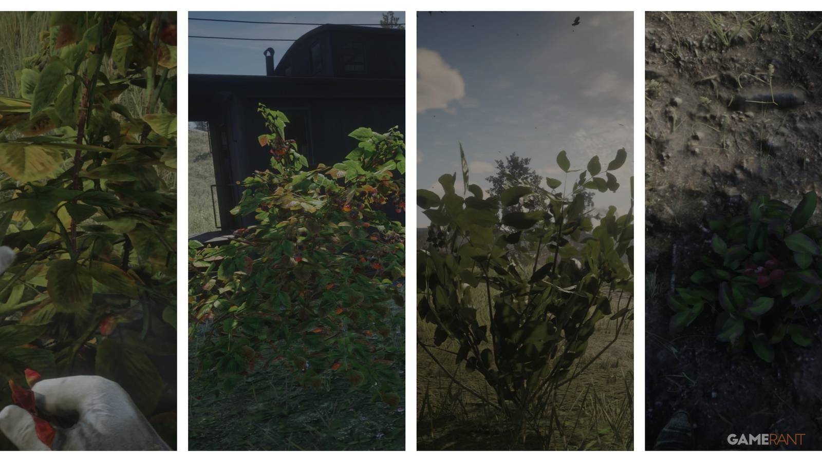 Red Dead Redemption 2: Where to Find All Berries