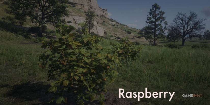 Red Dead Redemption 2: Where to Find All Berries